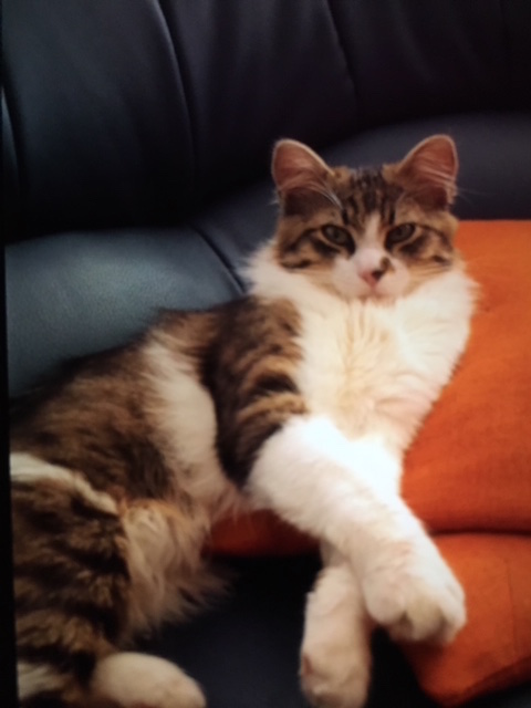 George Online Cat. Author and Behaviourist.: cats train humans