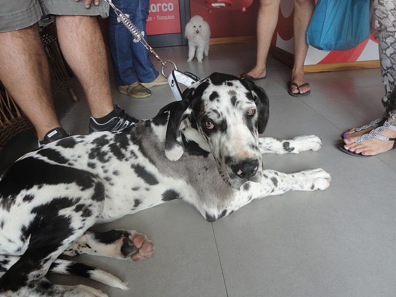 BANHOS E TOSQUIAS VETZARCO: SCOOBY,um grand danois só com 4 meses,mas ...