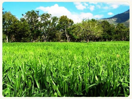 Semillas de Pasto Forrajero: VENTA DE GRAMINEAS FORRAJERAS, PASTOS PARA ...