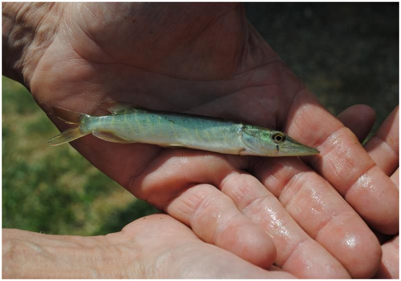 Scottish Government Pike Conservation Consultation 2018