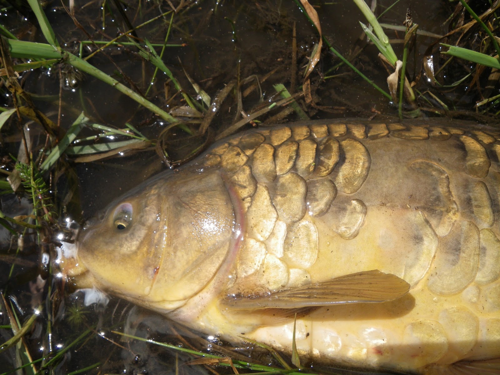 Got Backing? (Formerly Known as Mr. P.'s Blog): Carp Parts--Scales