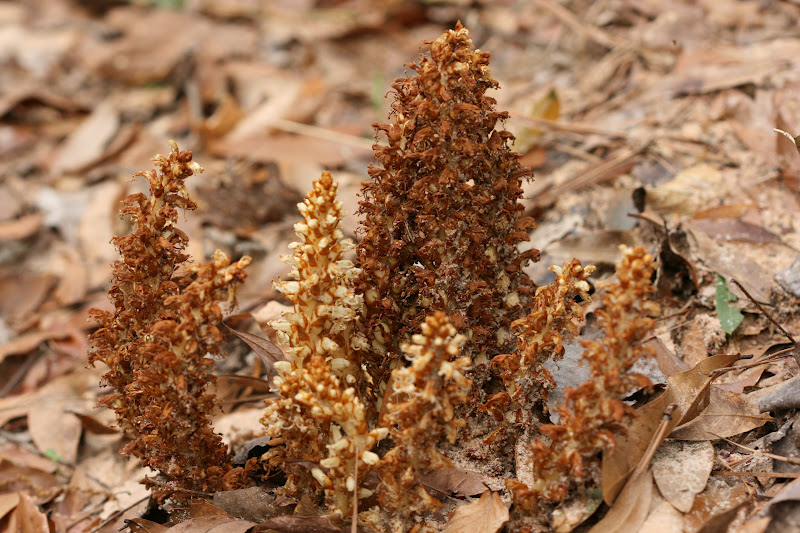 Native Florida Wildflowers: American Squawroot - Conopholis americana
