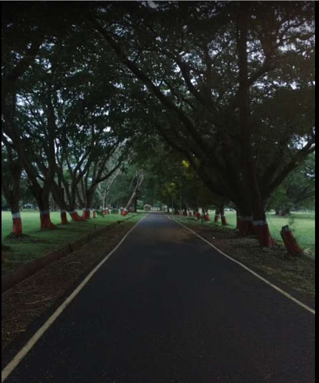 A Rendezvous with the Queen(of the Arabian Sea!)-Kochi Diaries