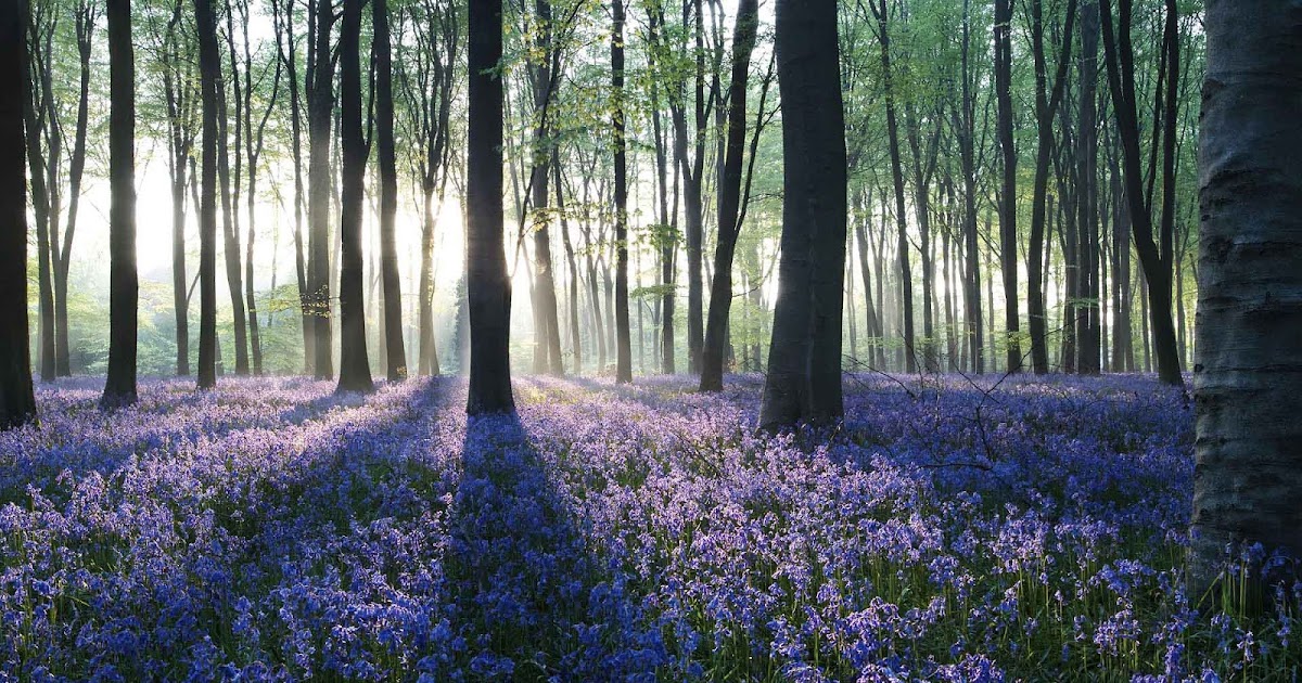 Diep in het bos met veel bomen | Mooie Leuke Achtergronden Voor Je ...