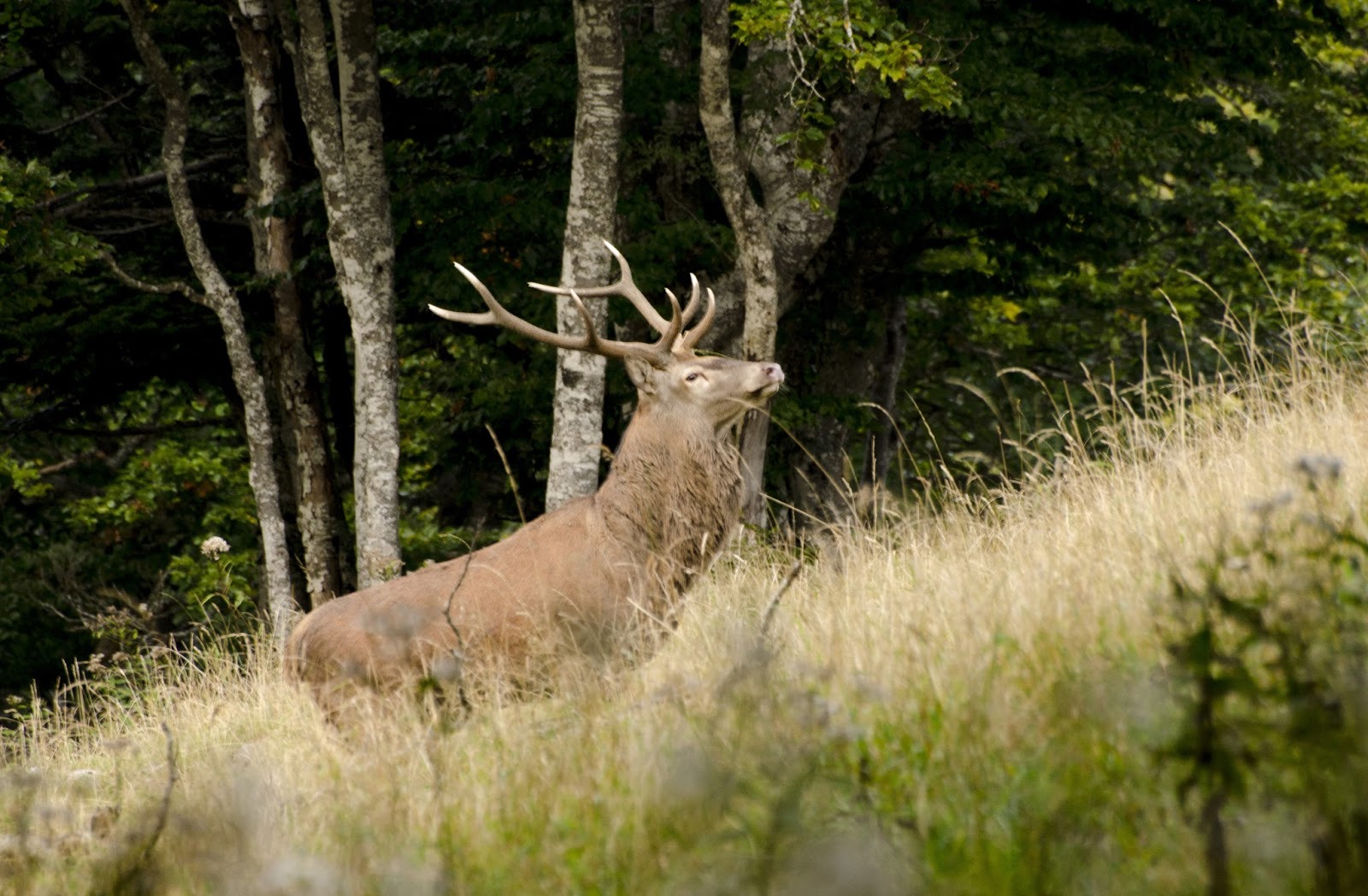 DROMESCAPE - Randonnées en Drôme et Escapades photographiques: Les ...