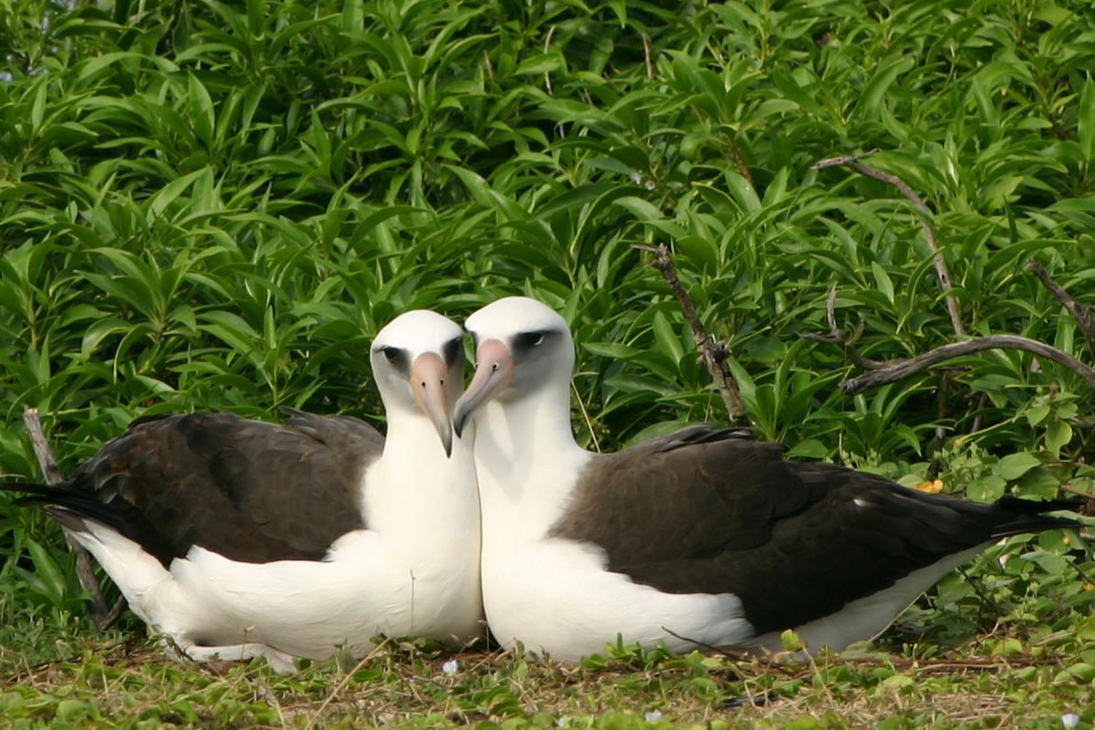 Pictures of albatrosses