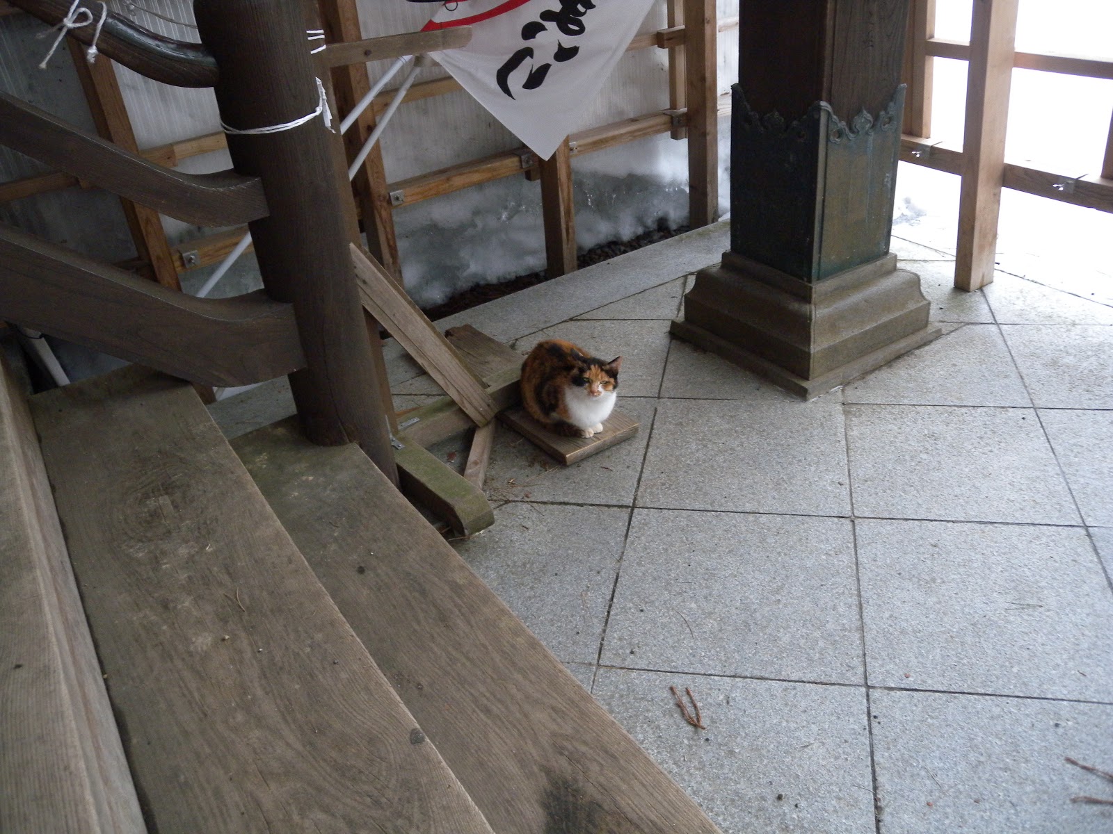 真理は美しい( Truth is Beautiful ): 冬の神社と猫 Winter Shinto shrine and cat