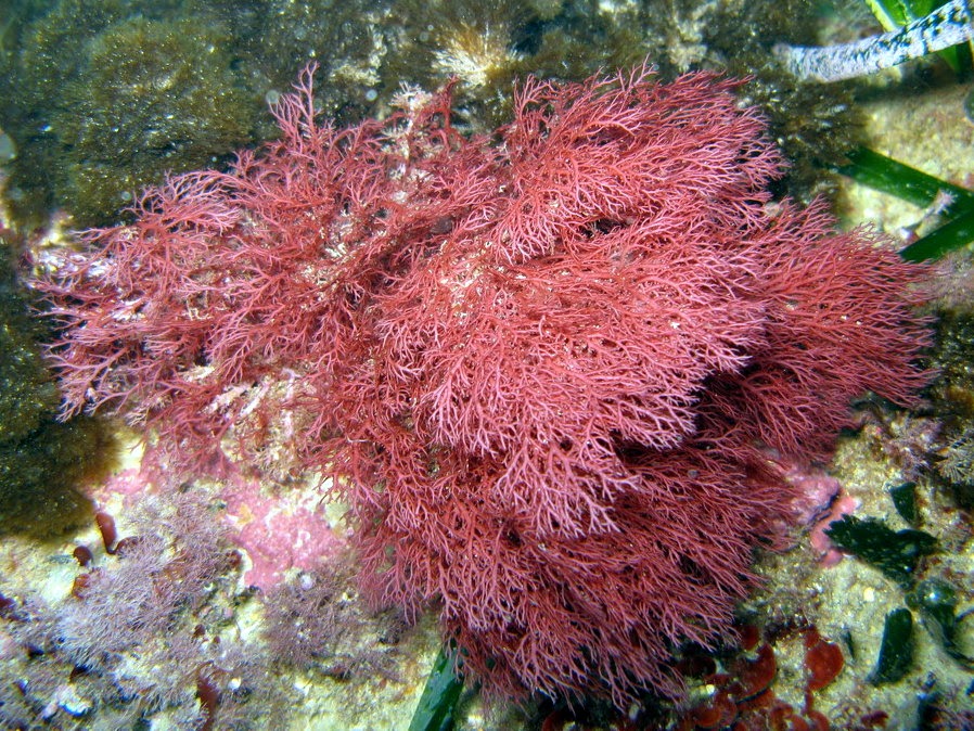 Taxonomia Plantae no Magnoliopsida: Phylum Rhodophyta Clase Florideophyceae