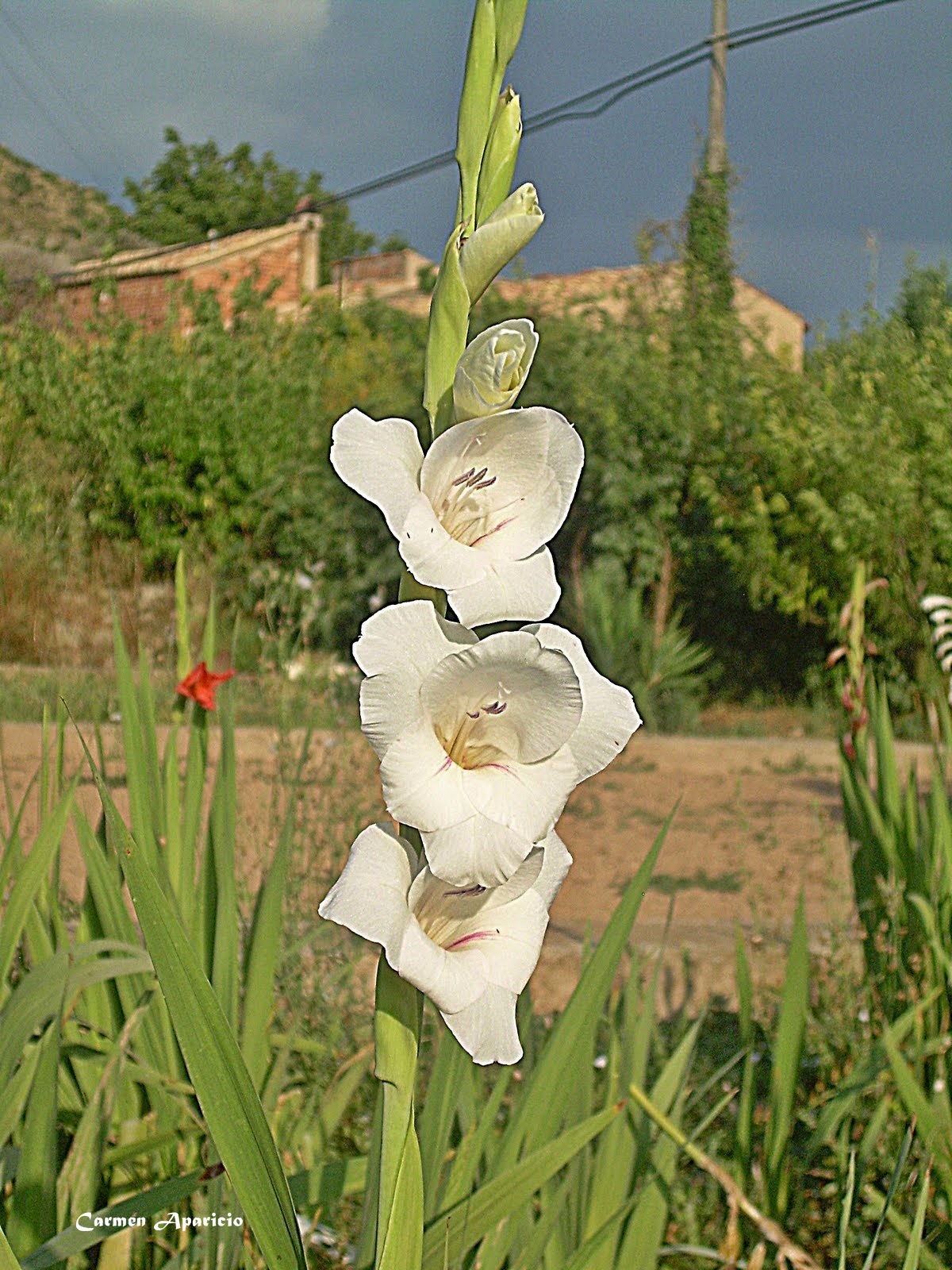 Mirando los detalles: mayo 2016