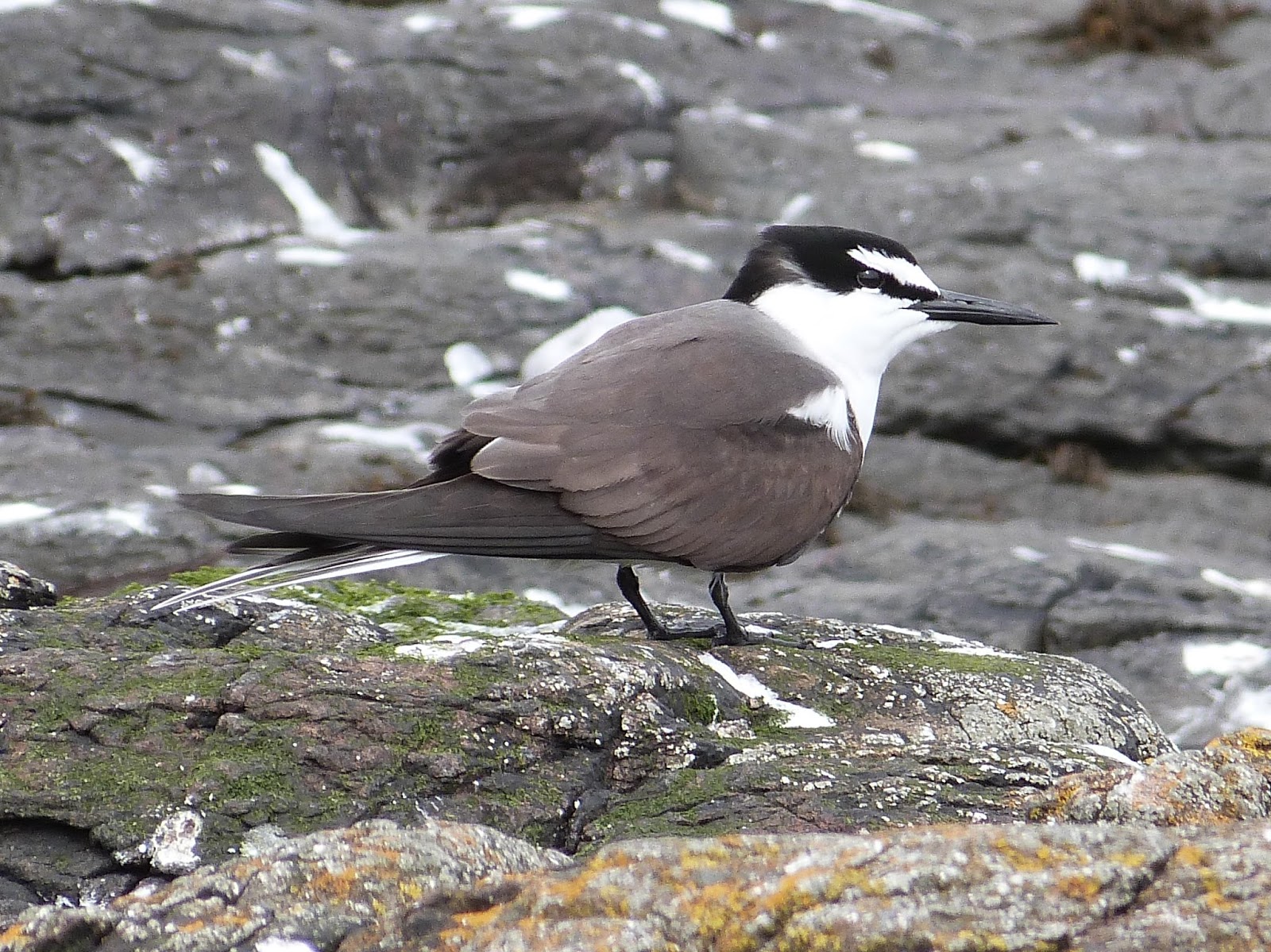Farne Islands Uncovered: Here Comes the Bride