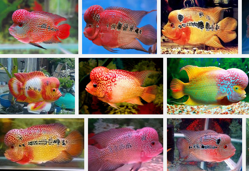 Dunia Hewan Peliharaan: Sejarah Ikan Louhan/Flowerhorn