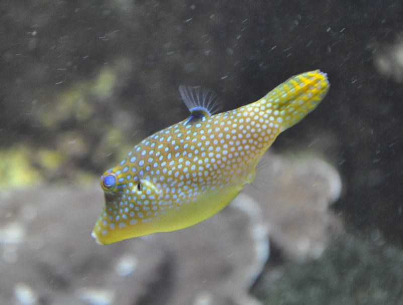 ZOOTOGRAFIANDO (6.096 ANIMALS): PEZ GLOBO PICUDO MOTEADO / SPOTTED ...