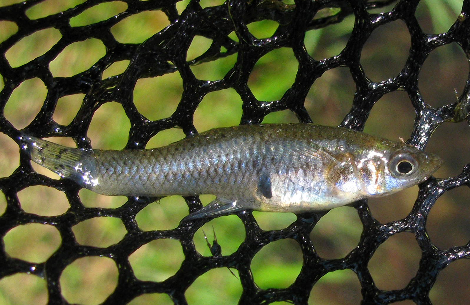 Birding Bros. Blog: Fish & Amphibians