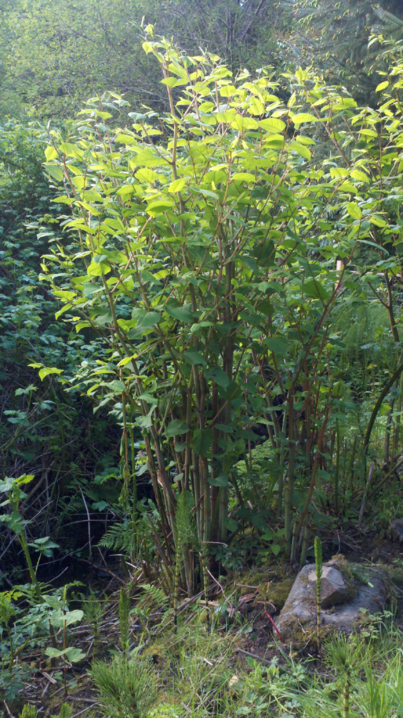 Mary's Milk Monsters