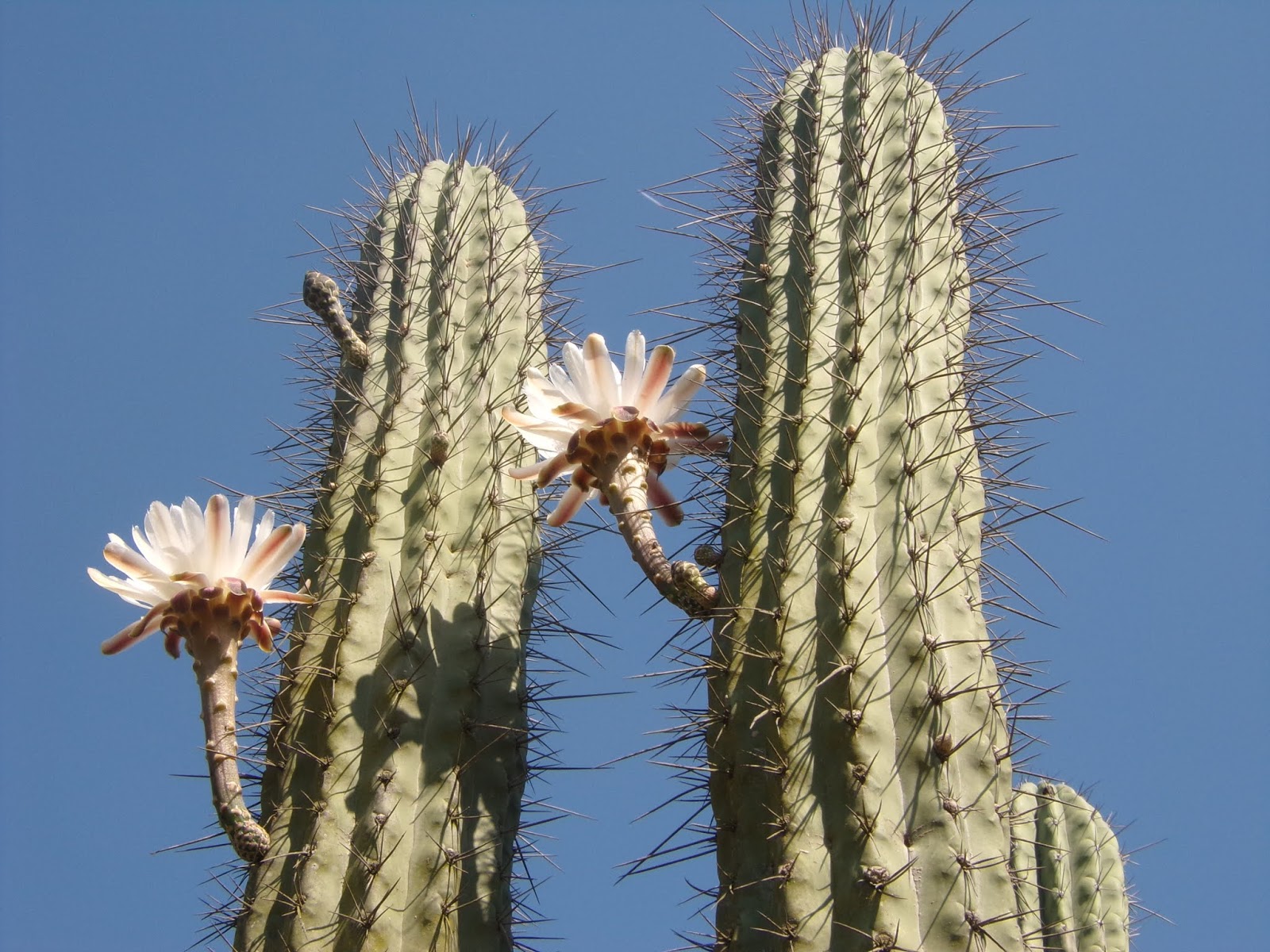 historias con pueblos: LA FLORA DEL IMPENETRABLE CHACO