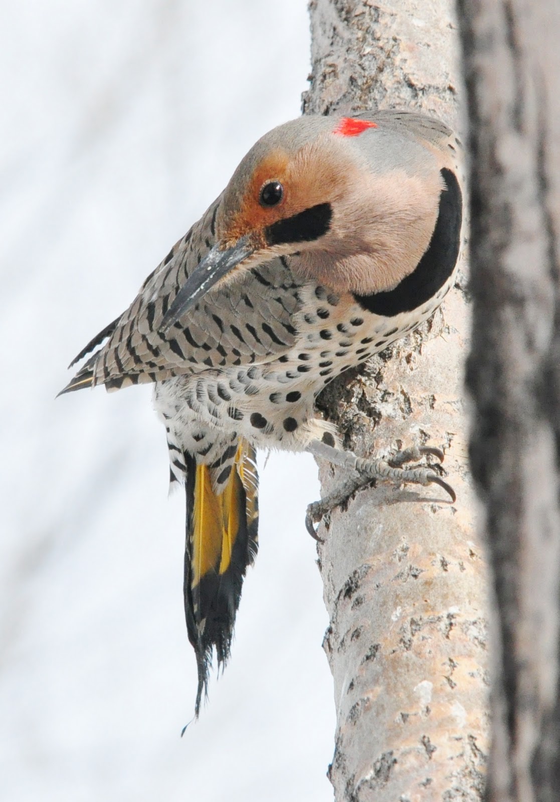 Birds of Madison County: Yellow-shafted Northern Flicker - another new bird