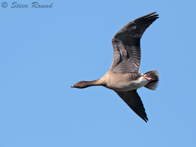 Steve Round Wildlife Photography: Pink-footed Geese