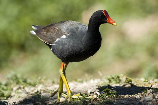 Moorhen | The Life of Animals