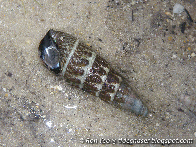 tHE tiDE cHAsER: Horn Shells & Creeper Snails (Phylum Mollusca ...