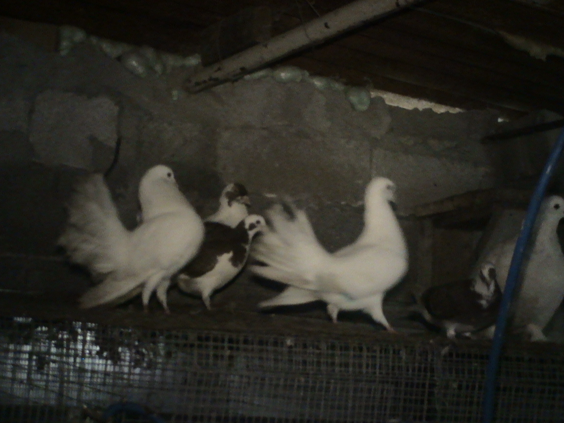 Περιστέρια Ράτσες (Pigeons): Πωλούνται περιστέρια στην Κρήτη.Διεύθυνση ...