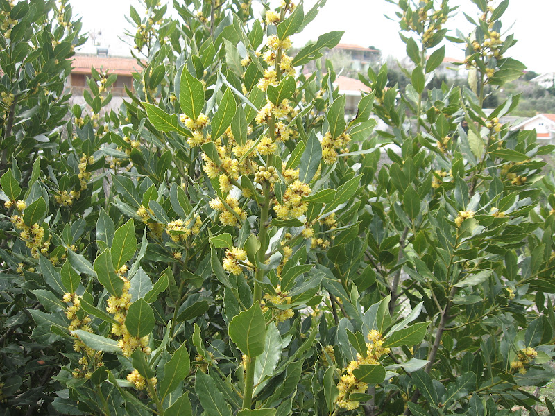 Cittaslow Botanik Park: DEFNE AĞACI VE HİKAYESİ