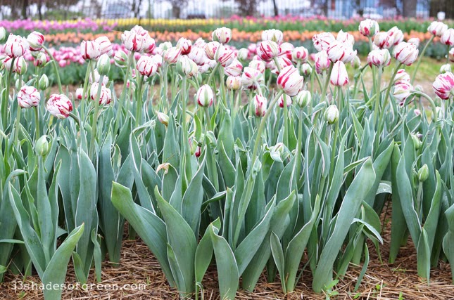 33 Shades of Green: A Walk Through the Tulips