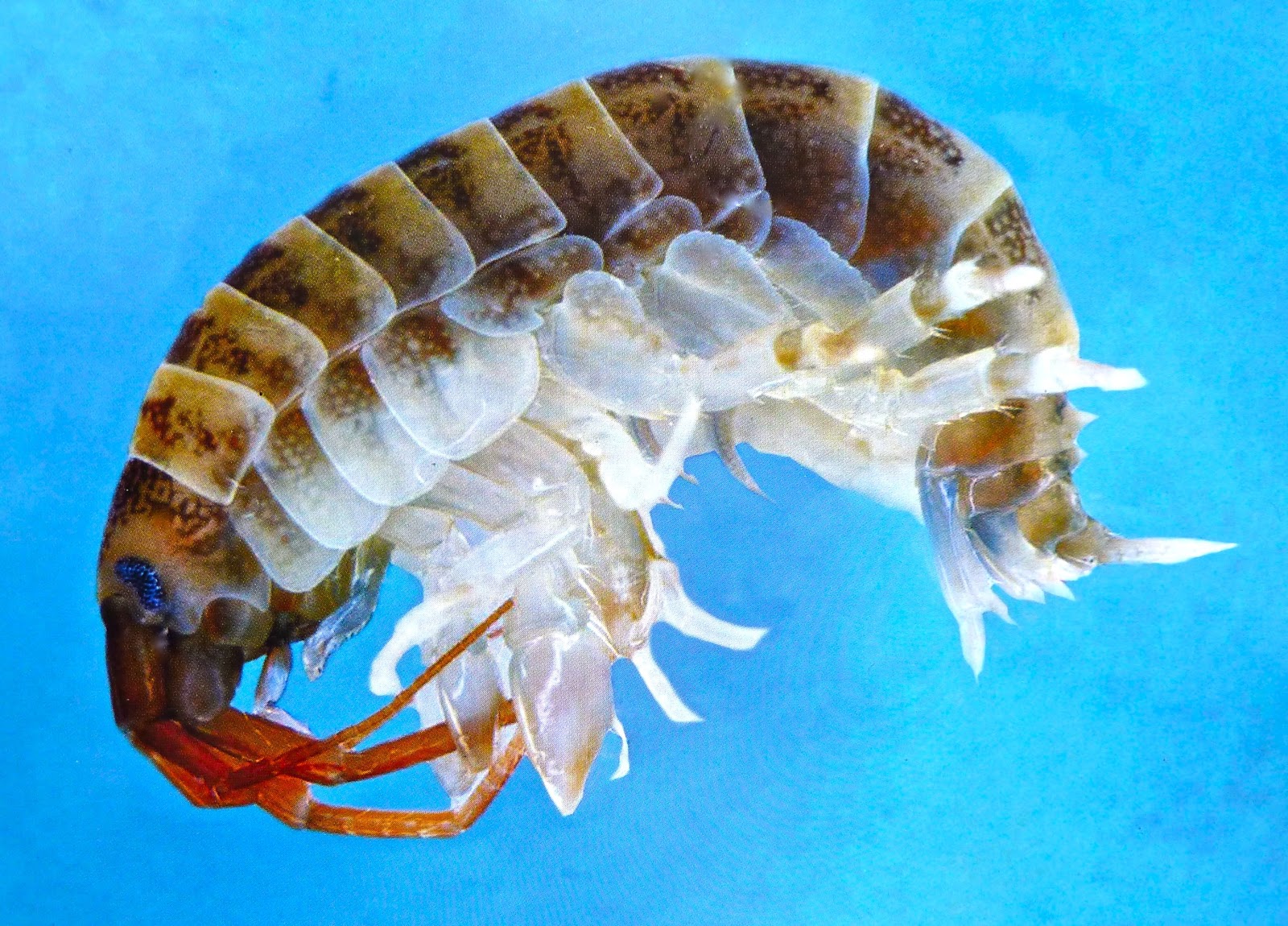 HUGH MILES - WILDLIFE ADVENTURES: OUR RIVERS IN CRISIS