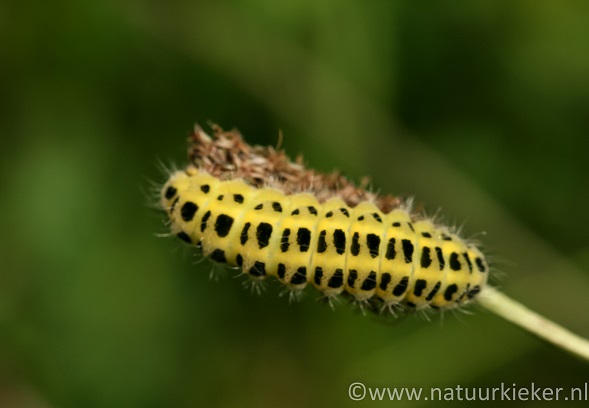 Sint-jansvlinder van rups tot vlinder