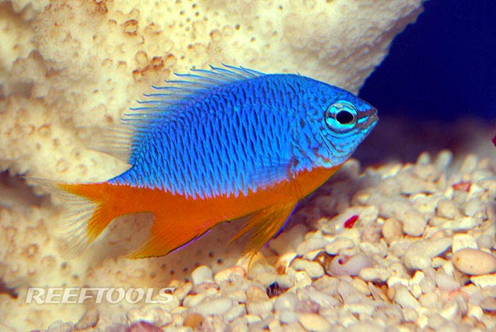 Borneo Island, Awaken To A Different World: Azure Damsel (Chrysiptera ...