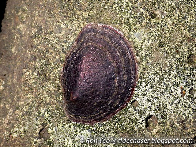 tHE tiDE cHAsER: Pteriomorph Bivalves (Phylum Mollusca: Subclass ...