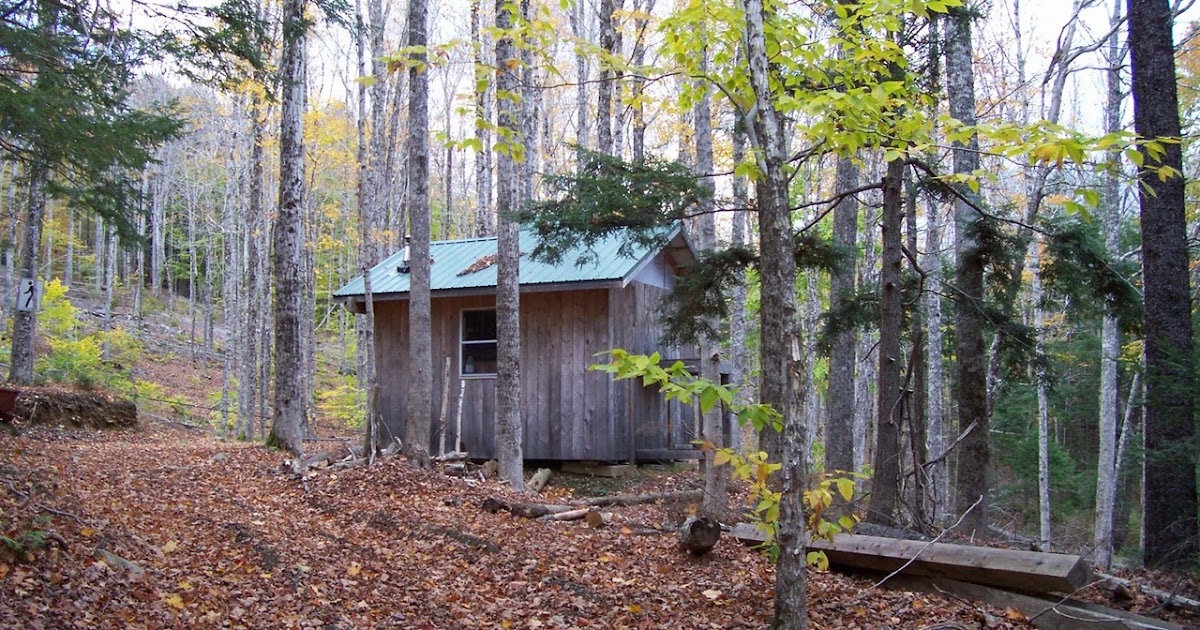Acadian Forest Big Trees: Time For Maple Tapping In The Acadian Forest