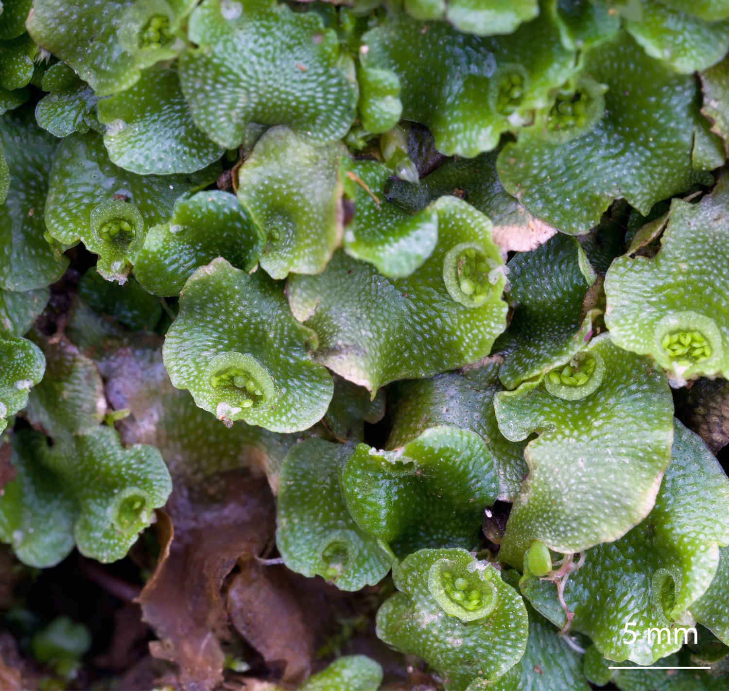 Proyecto Musgo: Lunularia cruciata