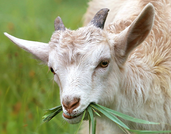 THE GOAT IN THE HOROSCOPE OR CHINESE ZODIAC AND THEIR MEANING