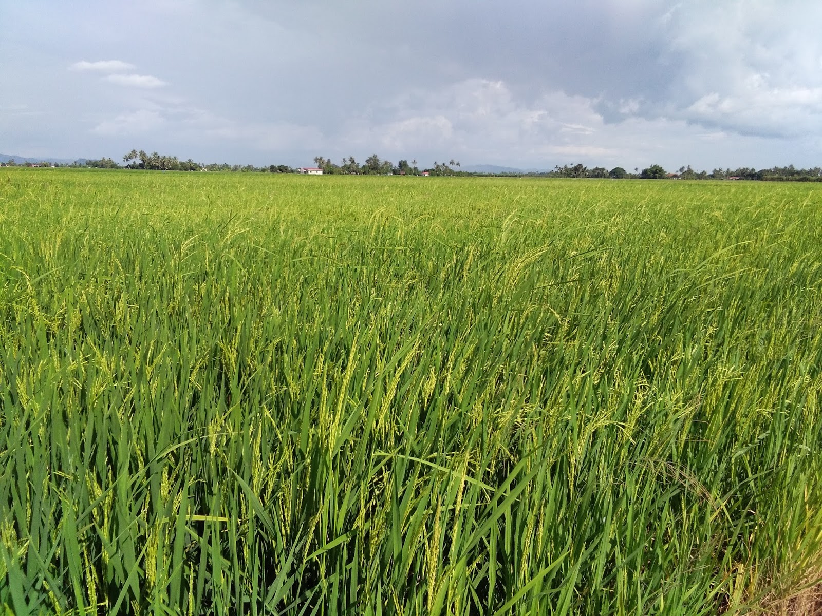 D' Qasih: Pemandangan menarik di sawah padi / Beautiful scenery in the ...