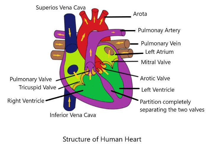Class-7 Science Chapter-11 Transportation in Animals and Plants ...