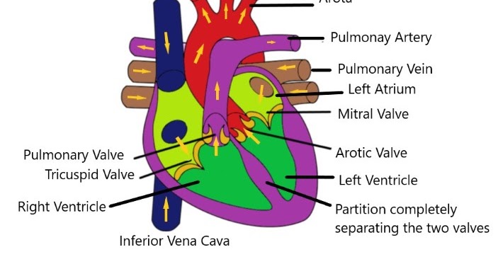 Class-7 Science Chapter-11 Transportation in Animals and Plants ...