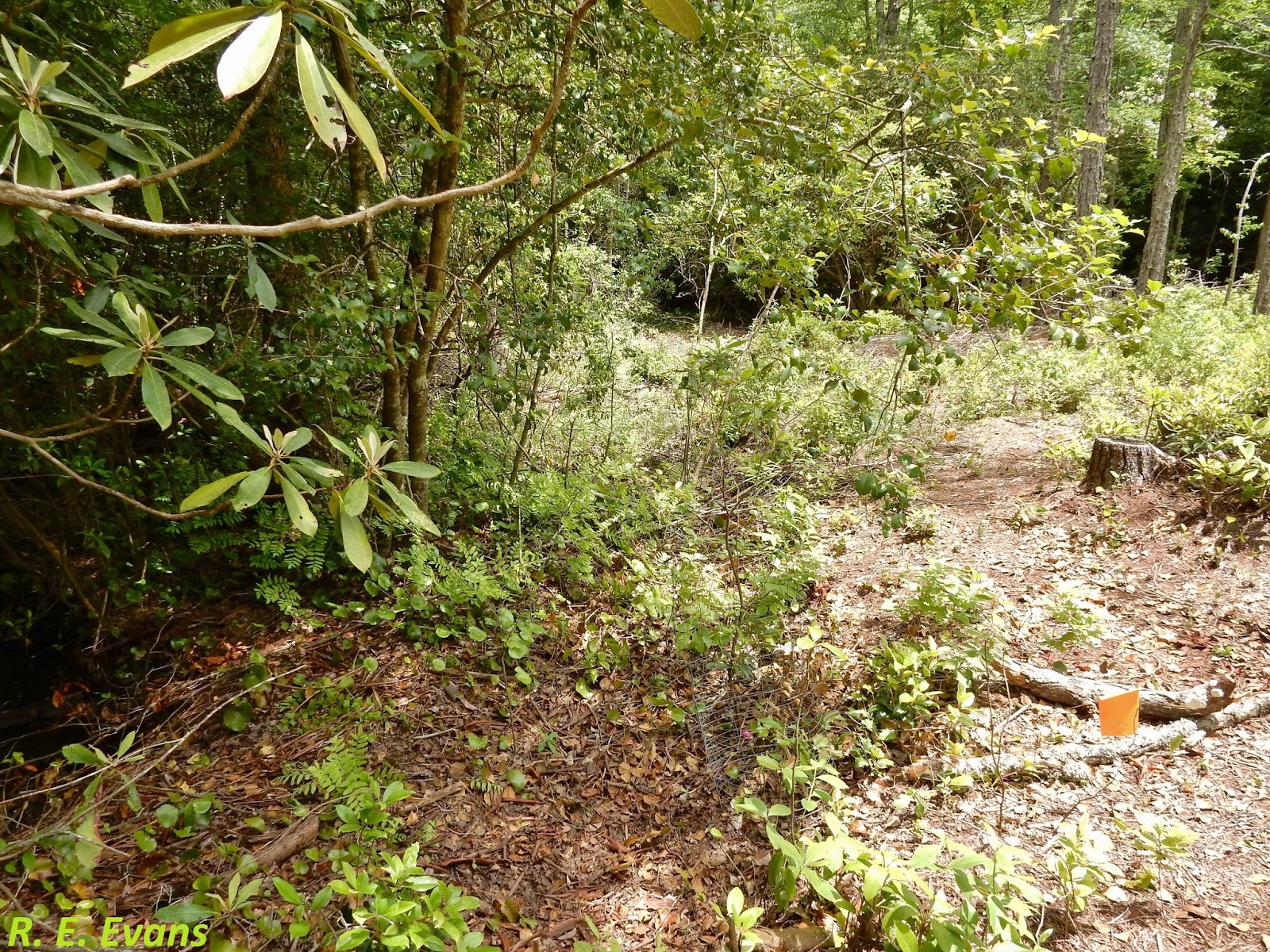 NC Plant Conservation & Beyond: Lost & Found: Bog Rose