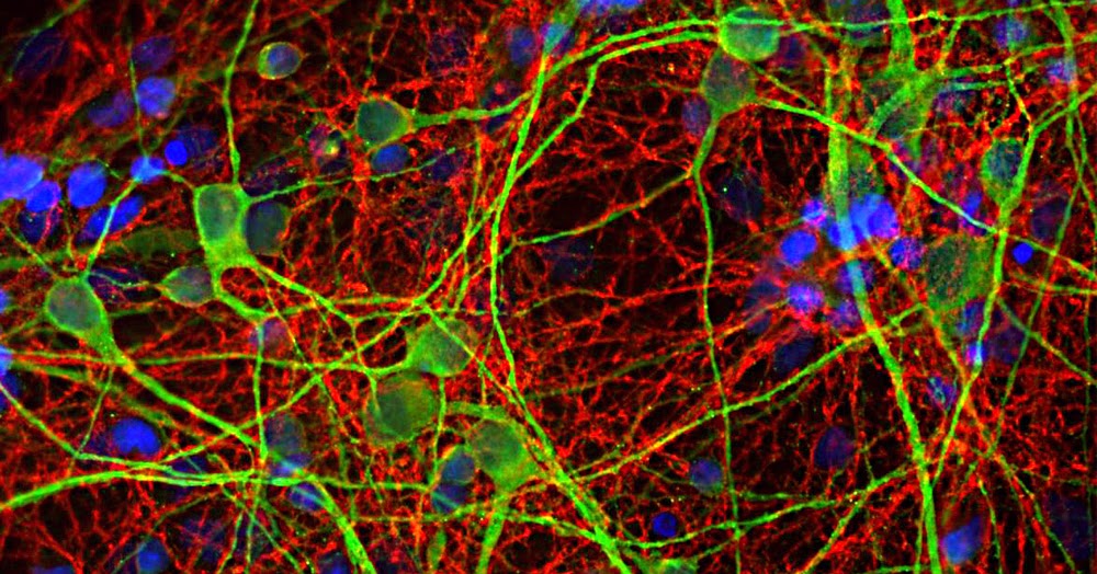 Neuromics: New Neuronal Markers