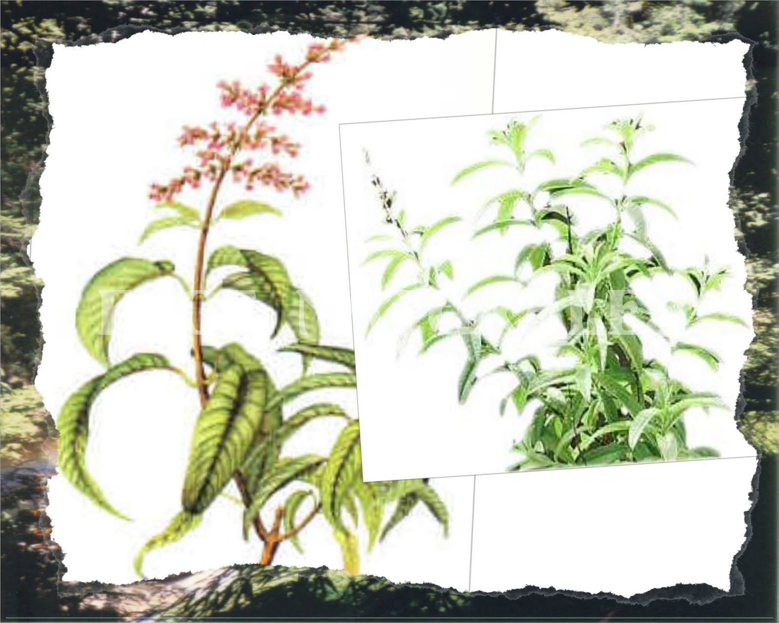 Vida Natural: Cedrón