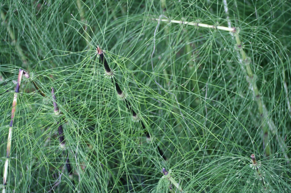 Medicinal Natural Products: Planta medicinal. Equisetum telmateia ...
