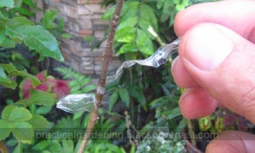 Practical Gardening: Cleft Grafting, Top-Wedge Graft or V-Graft - Part 4