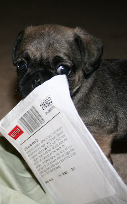 Pugapoo Puppies: Apple - Available for Adoption