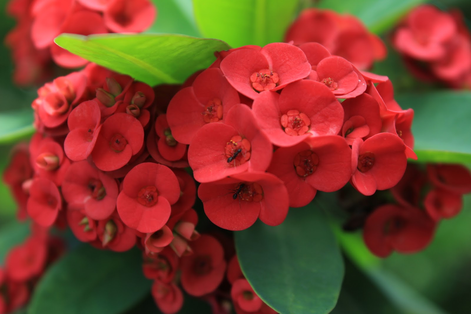 Eduard Chan: Bunga Delapan Dewa (BDD) LoL