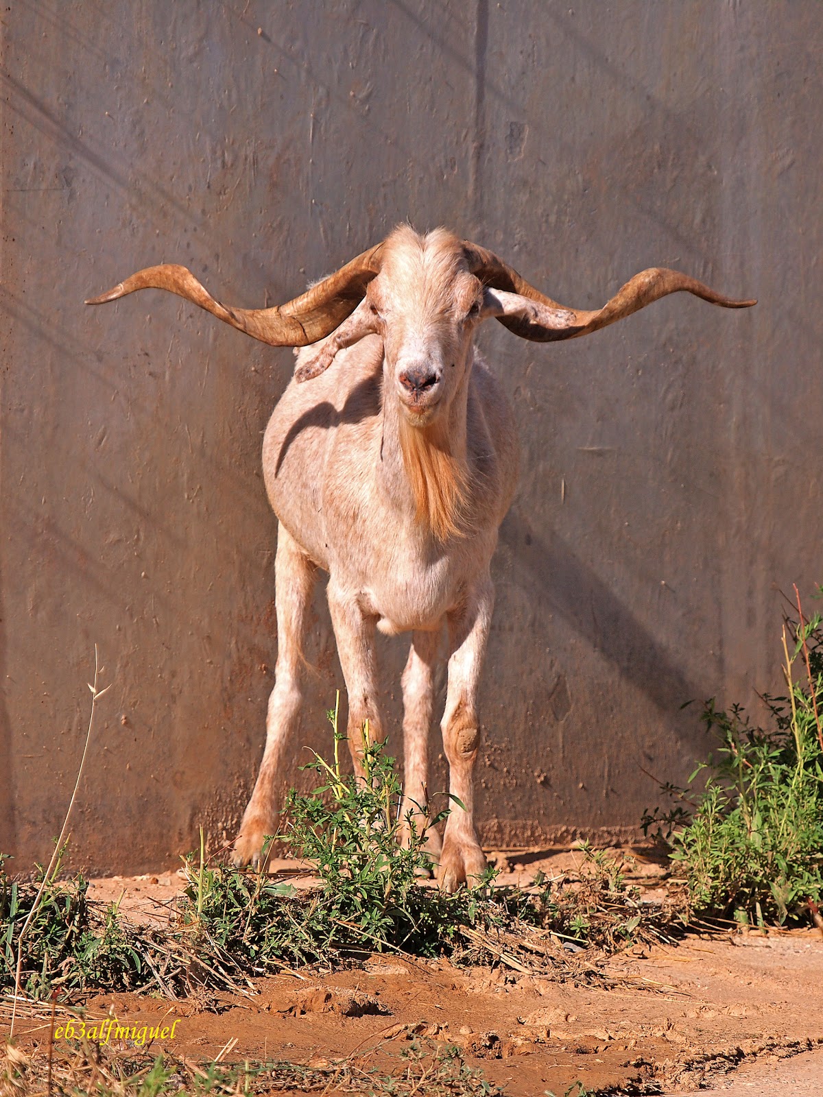 Miguel fotografia: Macho Cabrio Domestico