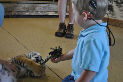 Redefining "Normal": Playing with a Tiger