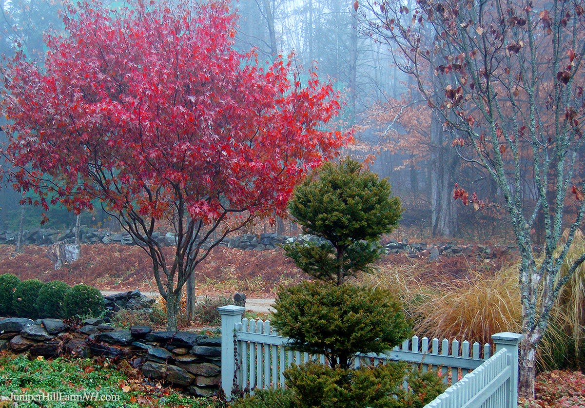 Juniper Hill: So Long, November