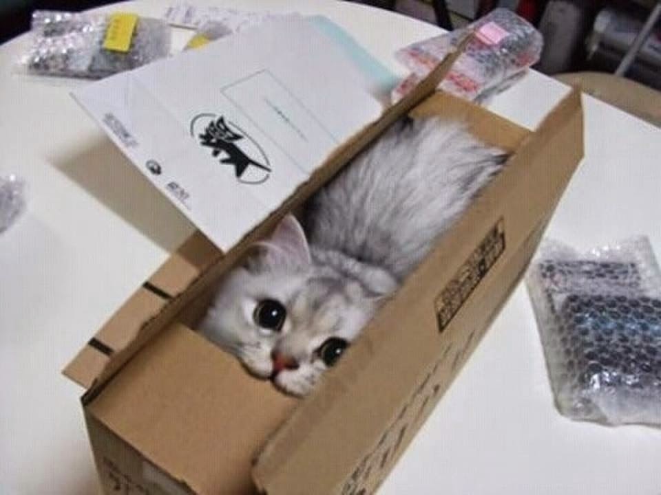 pink bubblegum princess: (CUTEST)Cat on earth.. aww cutest overloaded!