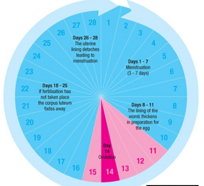 :: Blog Mama Aleesya ::: [ info ] Cara-cara Nak Kenalpasti Waktu Subur ...