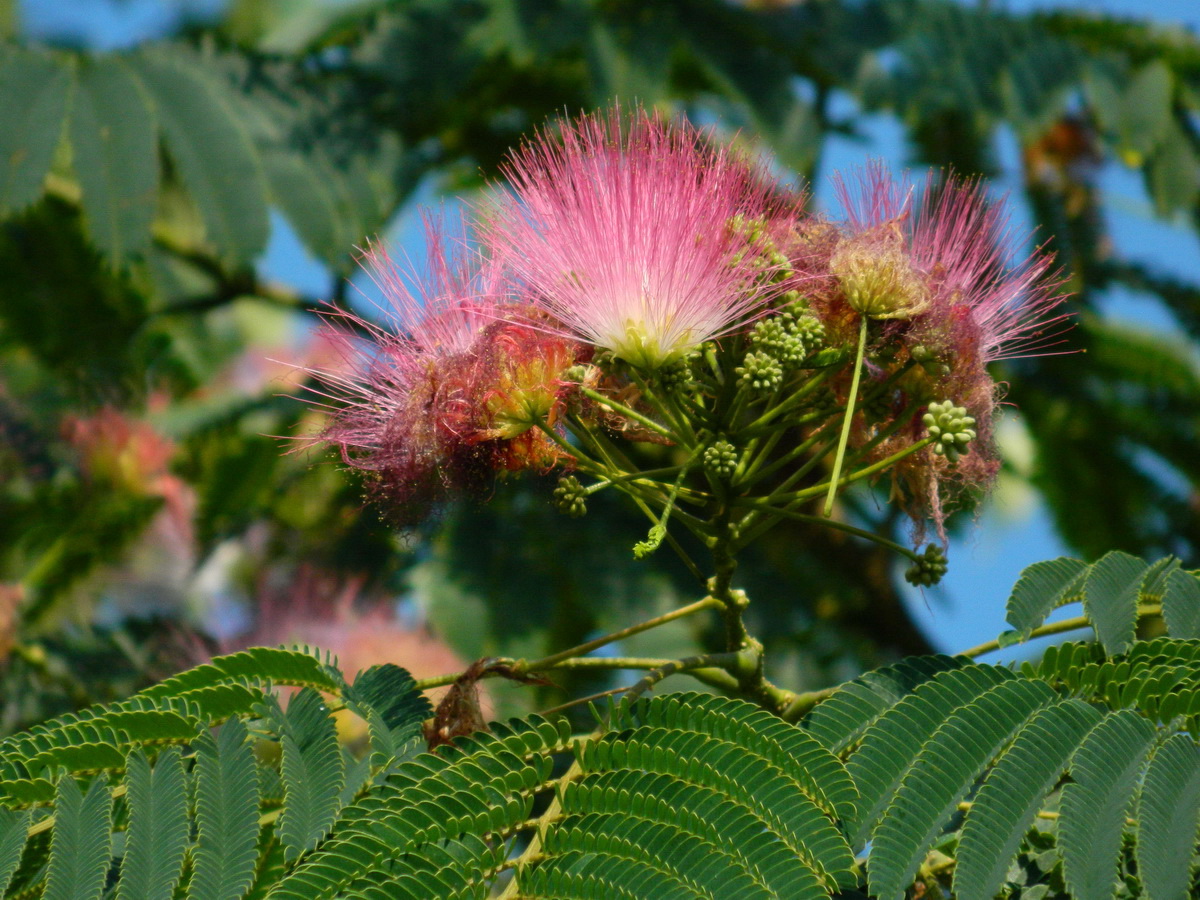 LA MULTI ANI, ROMANIA!: Pom cu flori roz inflorit in luna iulie
