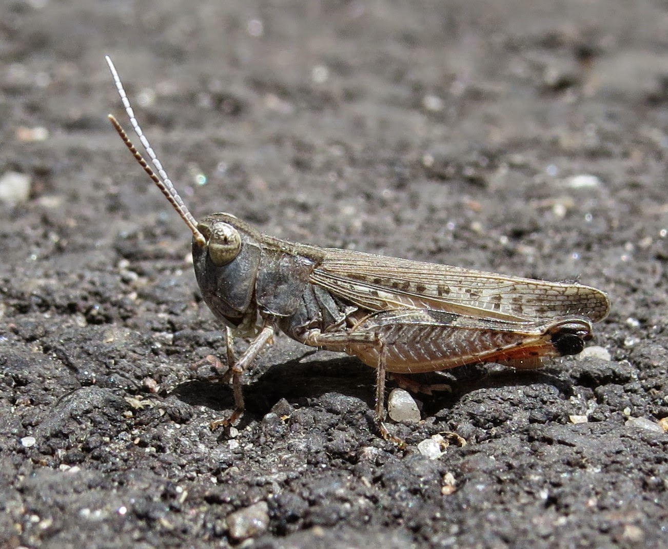 Bug Eric: White-whiskered Grasshopper